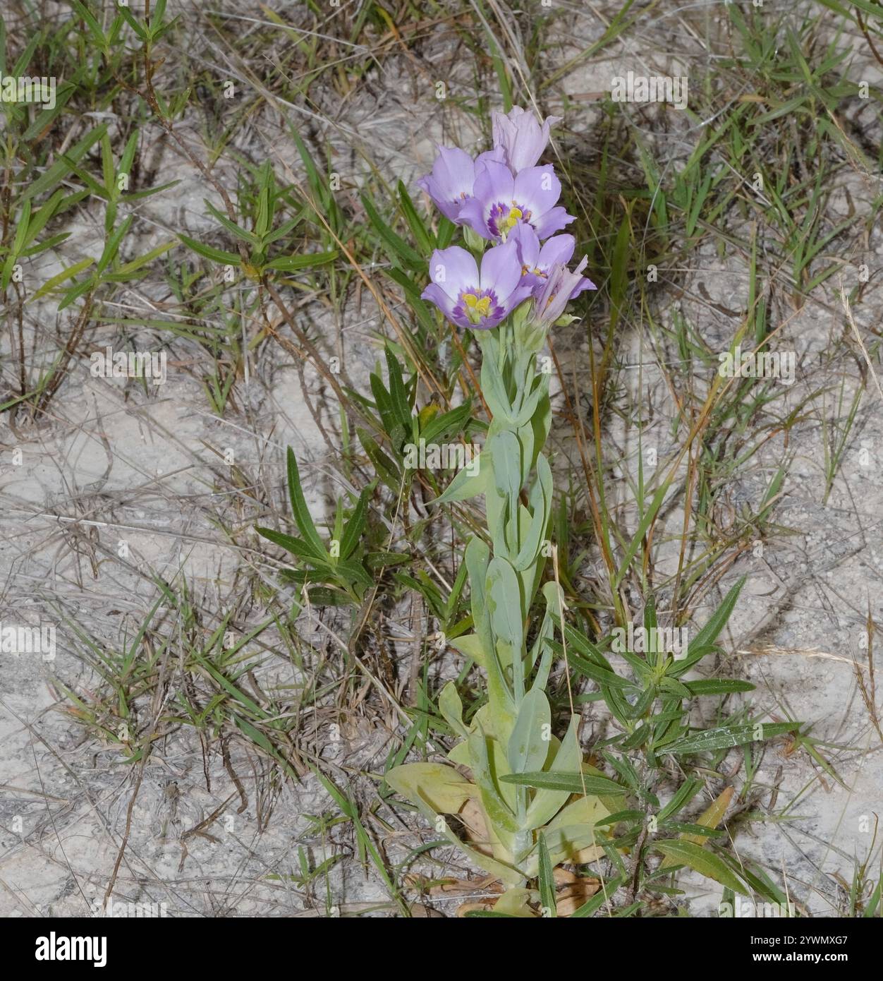 catchfly prairie gentian (Eustoma exaltatum Stock Photo - Alamy