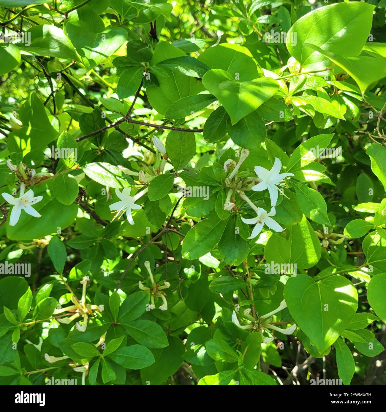 swamp azalea (Rhododendron viscosum Stock Photo - Alamy