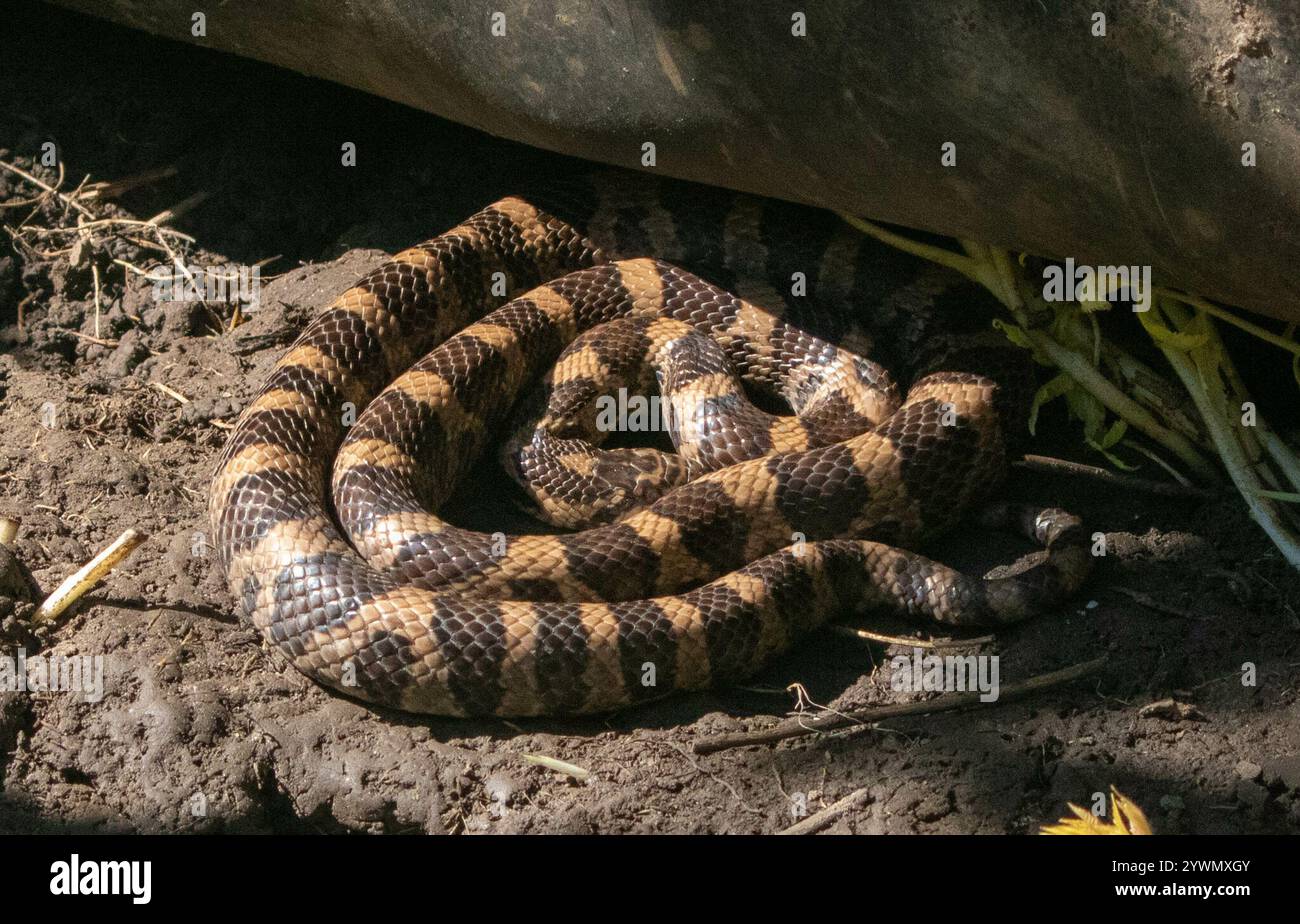 Eastern Milksnake (Lampropeltis triangulum Stock Photo - Alamy