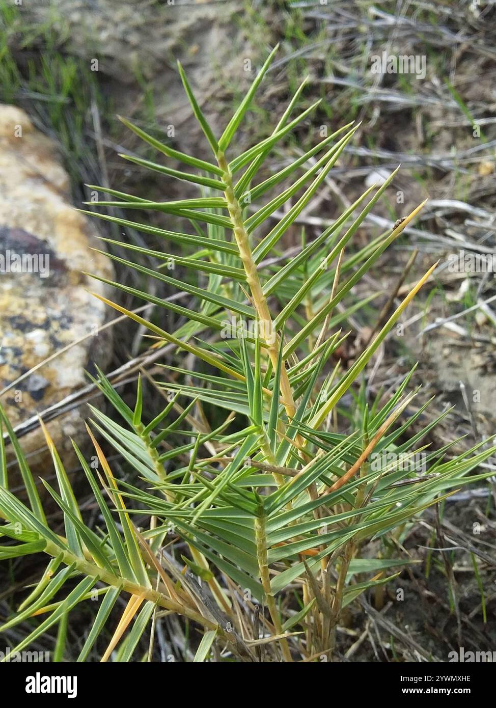 Australian Salt-grass (Distichlis distichophylla Stock Photo - Alamy