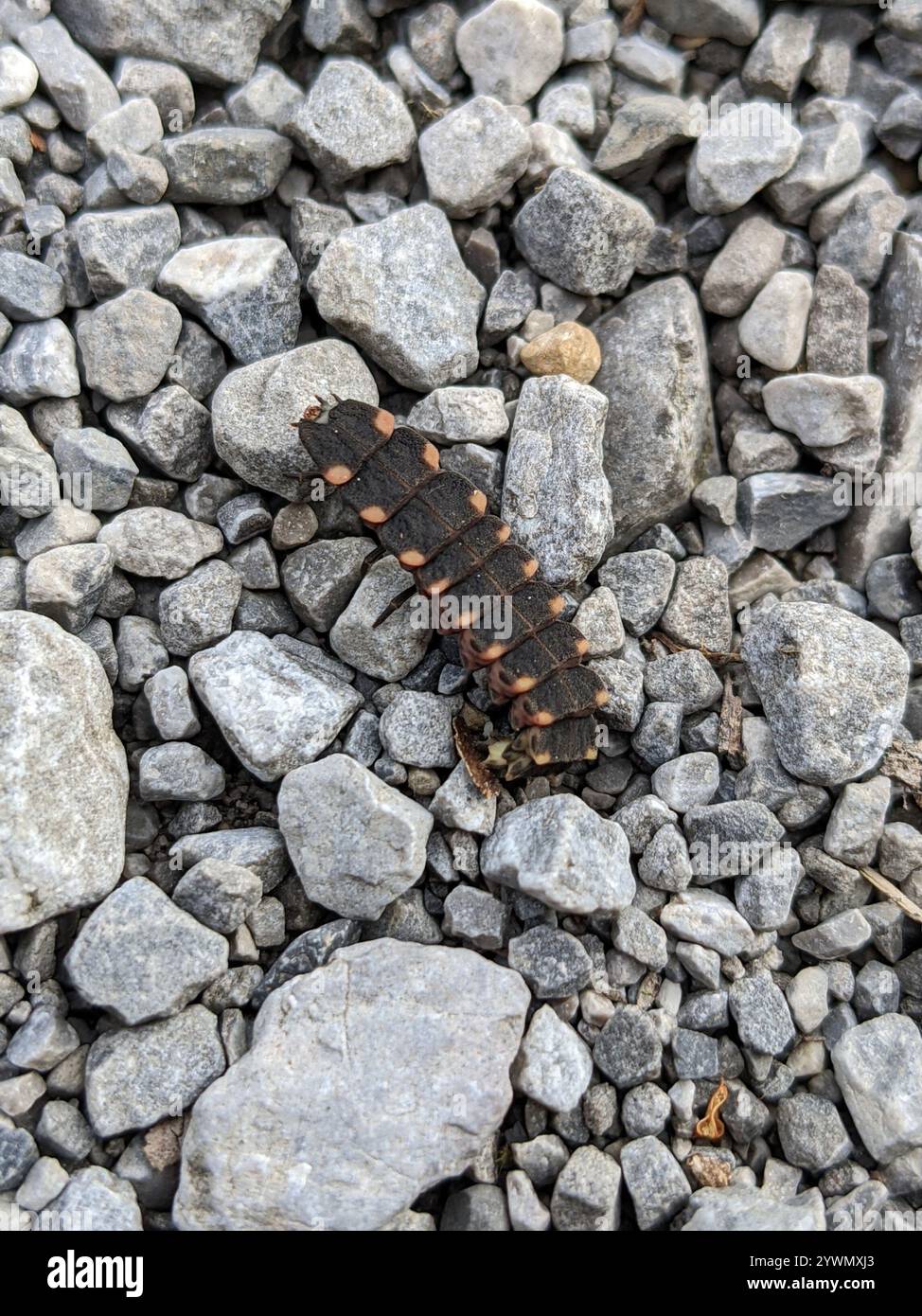 European Glow-worm (Lampyris noctiluca Stock Photo - Alamy