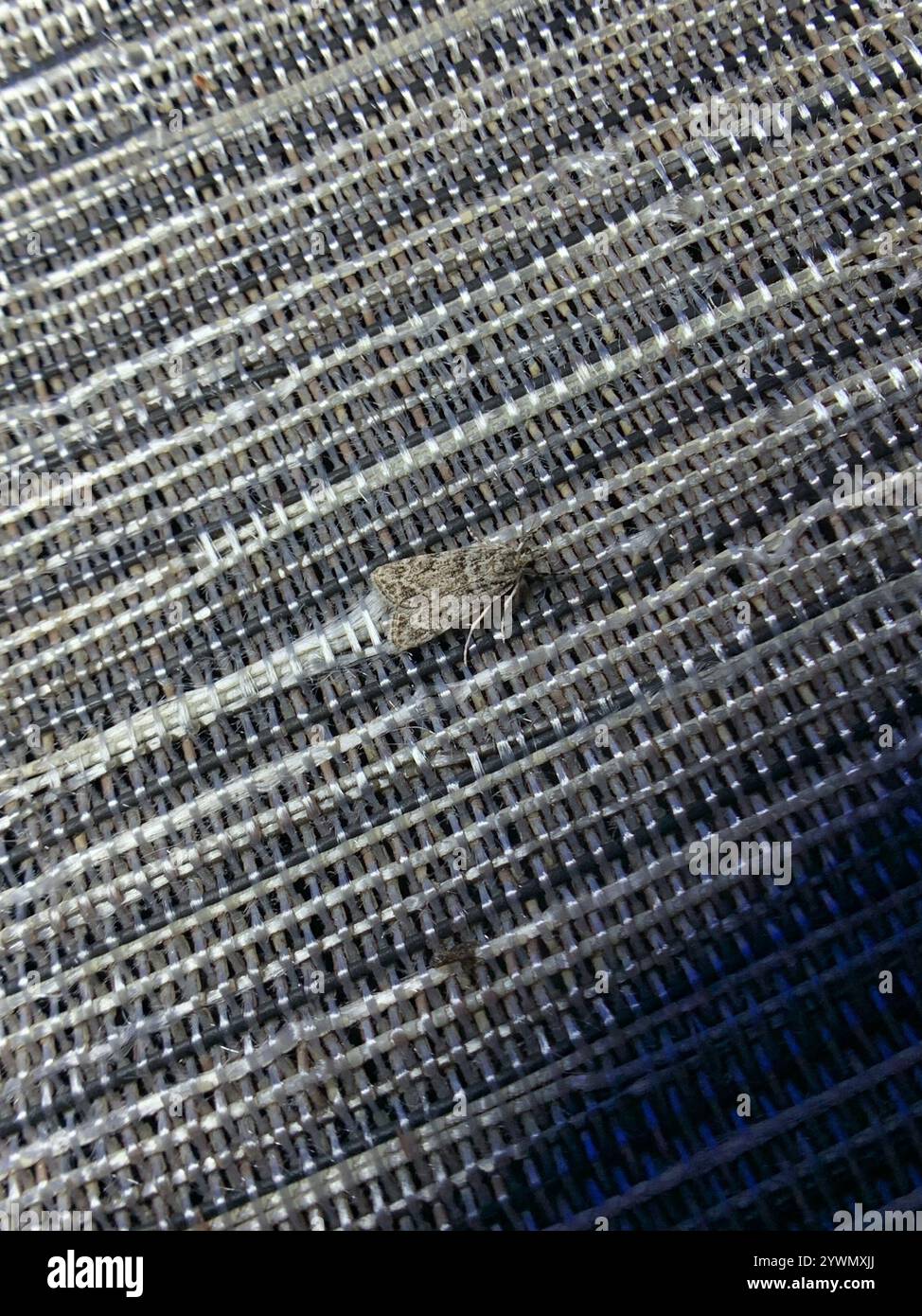 Double-striped Scoparia Moth (Scoparia biplagialis Stock Photo - Alamy