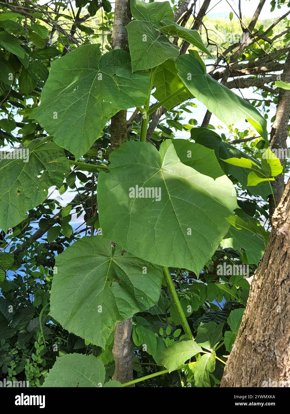 princess tree (Paulownia tomentosa Stock Photo - Alamy