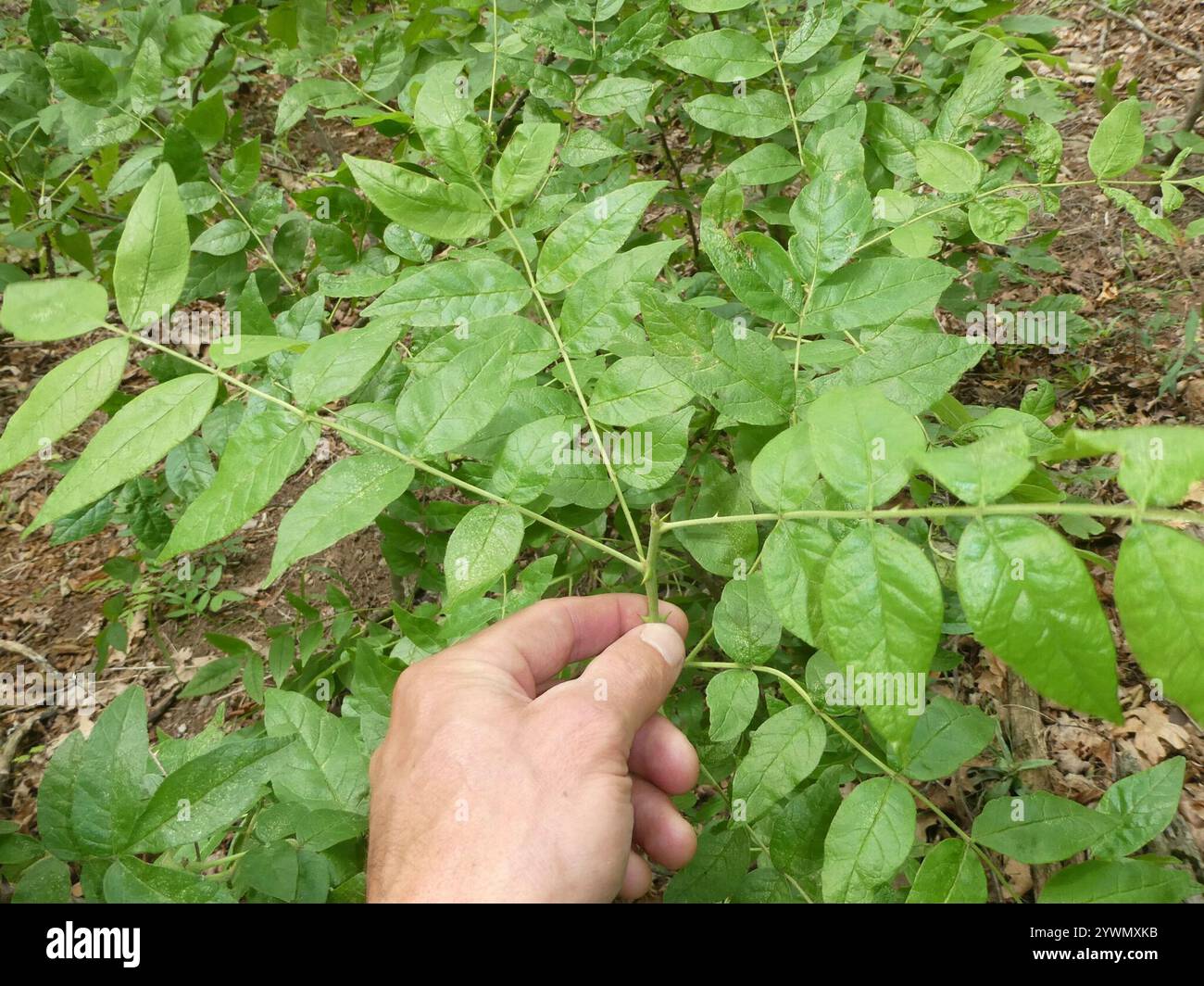 common prickly ash (Zanthoxylum americanum Stock Photo - Alamy