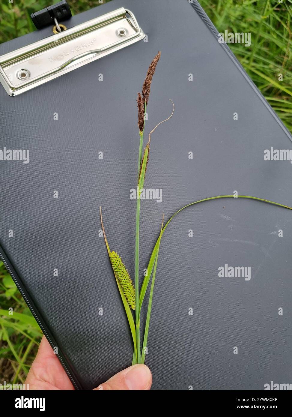 lesser pond sedge (Carex acutiformis Stock Photo - Alamy