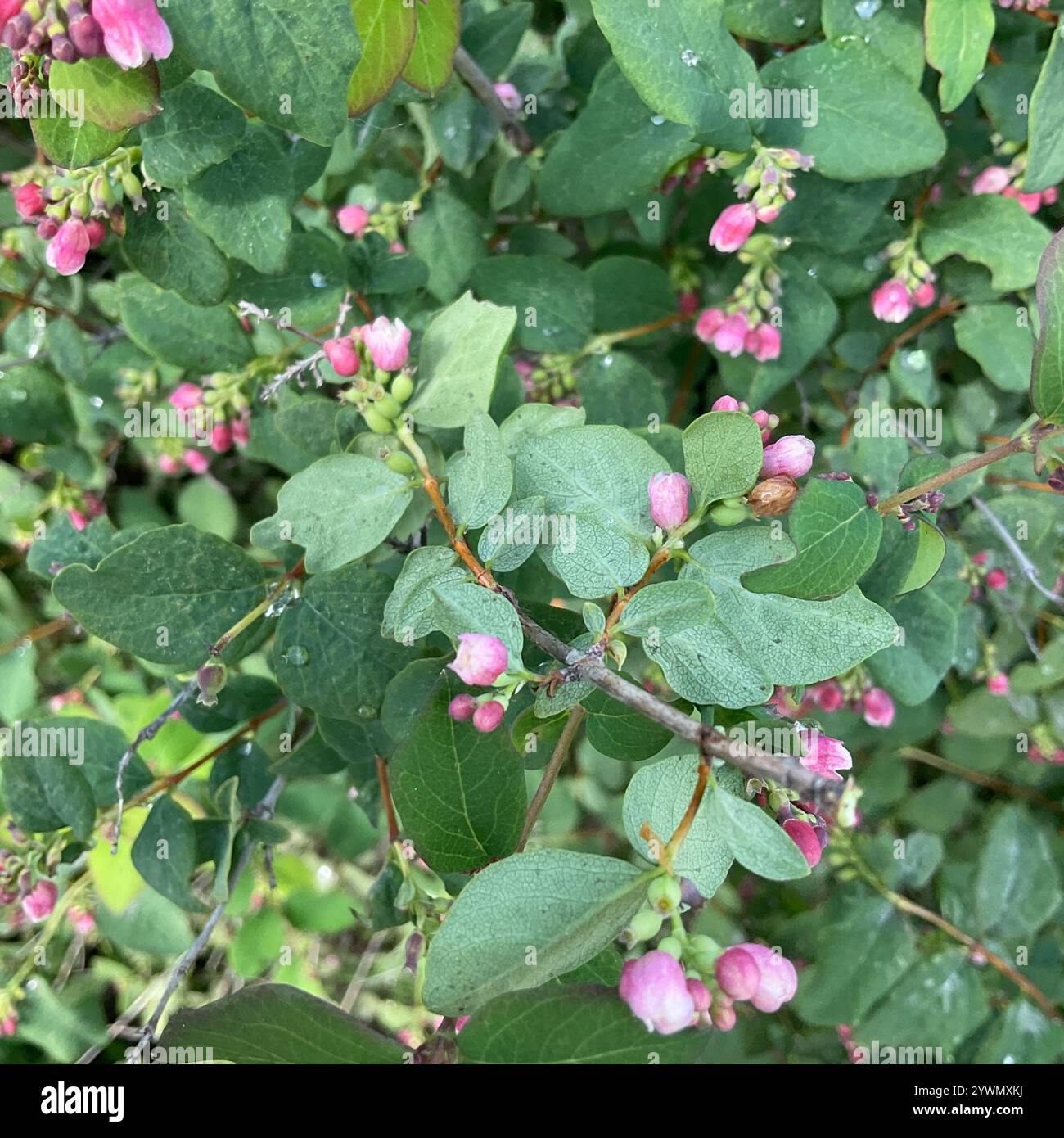 Common Snowberry (Symphoricarpos albus Stock Photo - Alamy