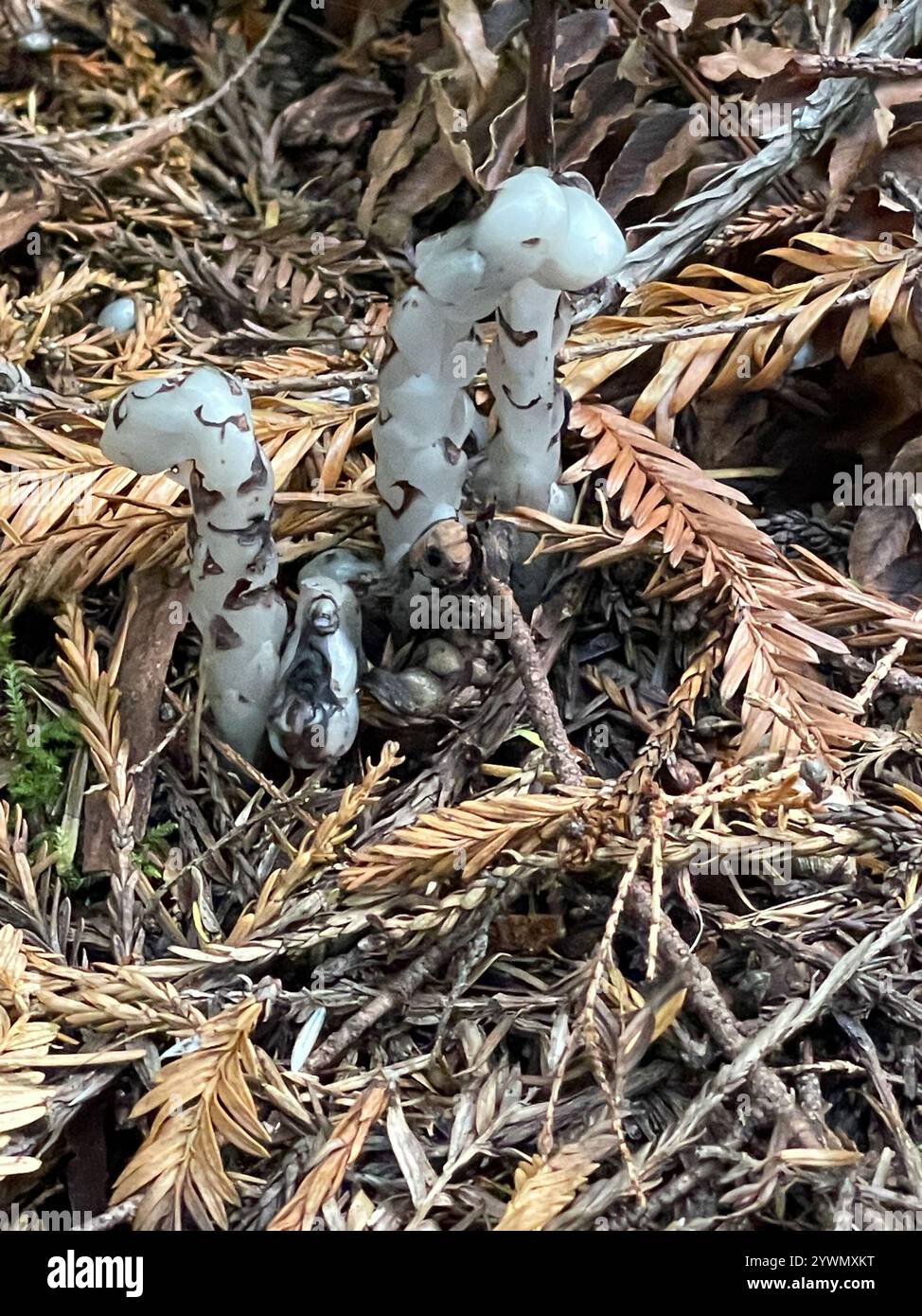 Ghost Pipe (Monotropa uniflora Stock Photo - Alamy