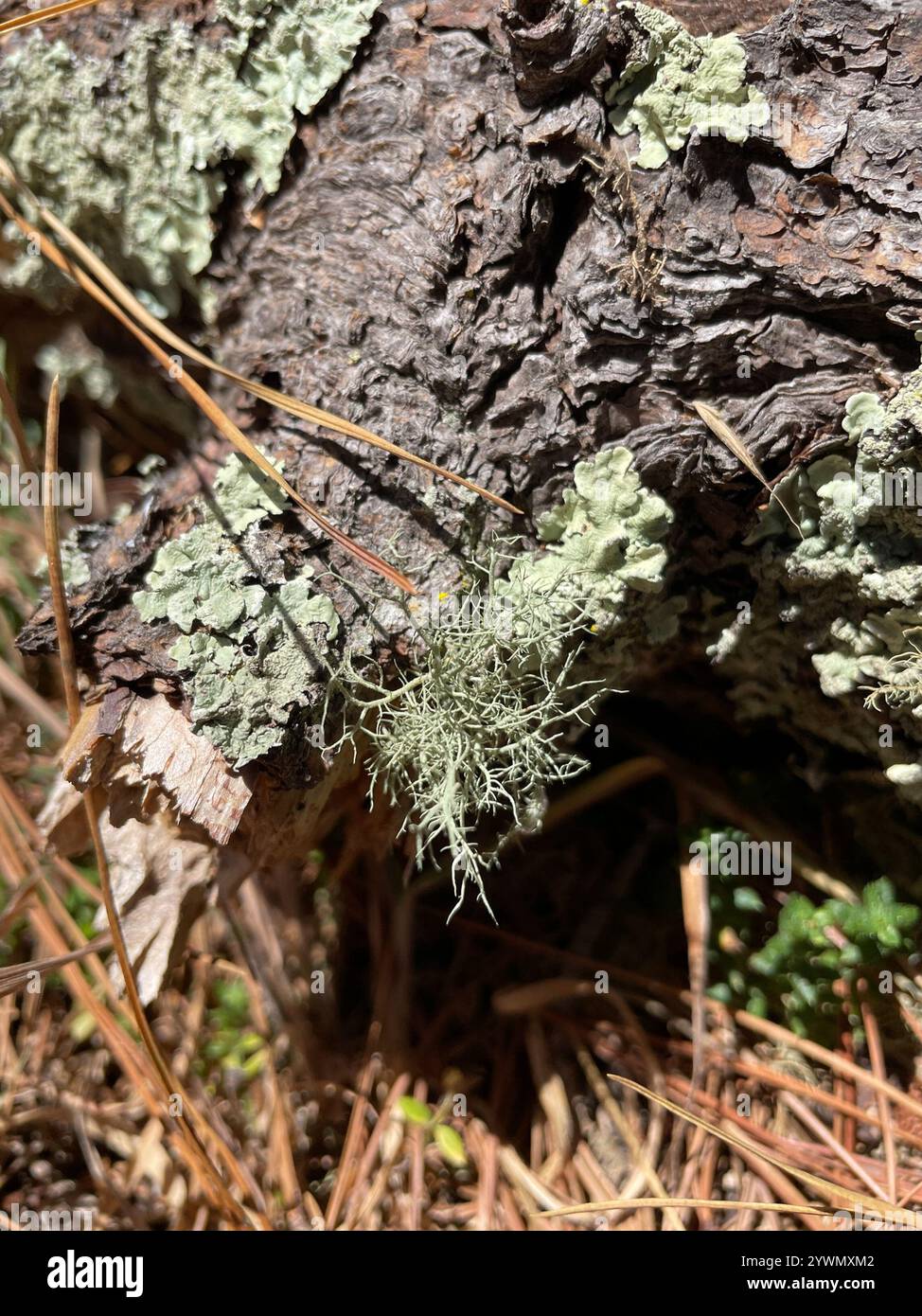 beard lichens (Usnea Stock Photo - Alamy