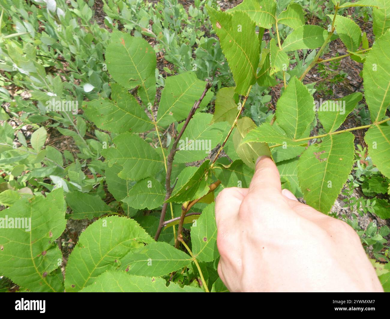 sand hickory (Carya pallida Stock Photo - Alamy