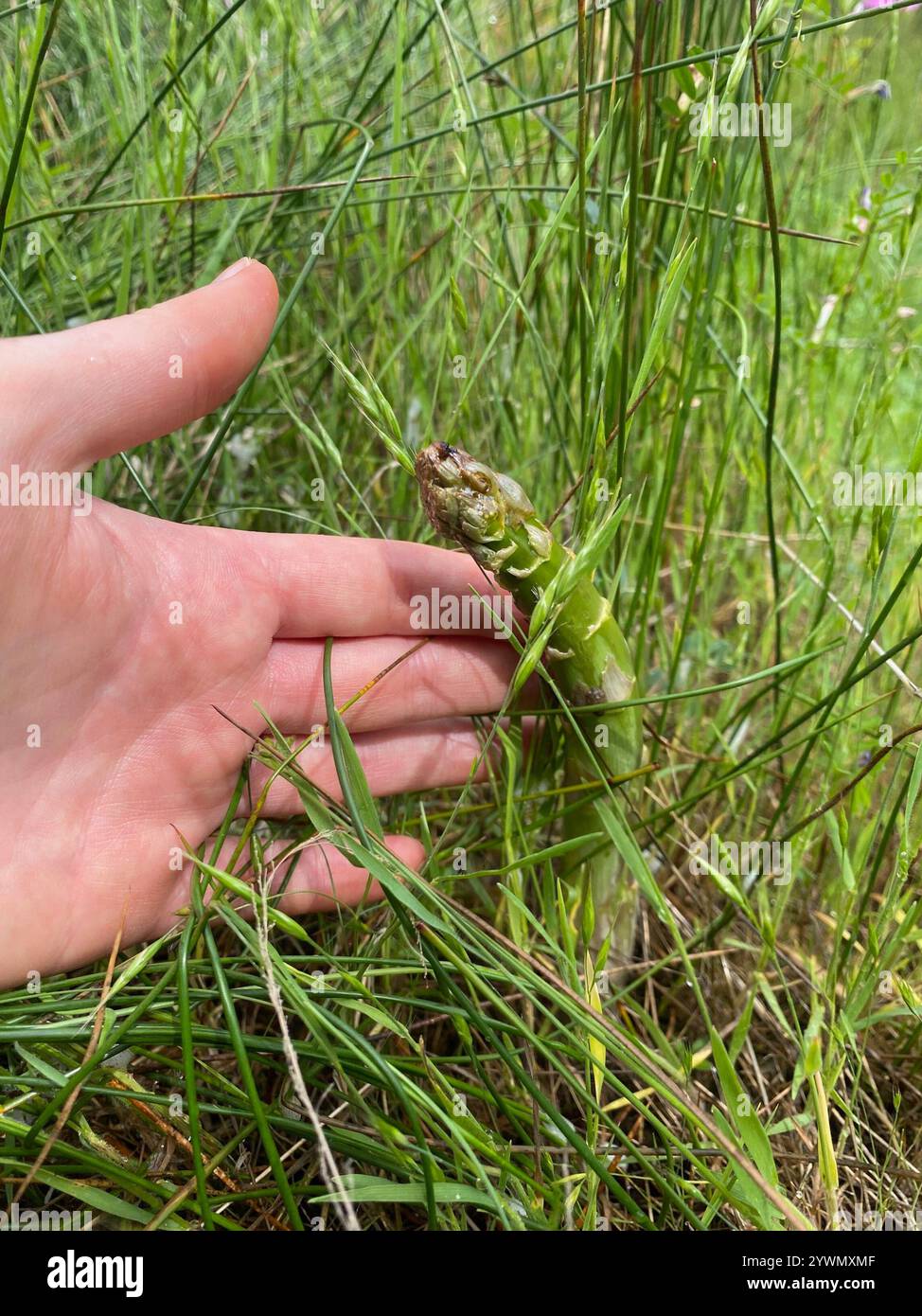 wild asparagus (Asparagus officinalis Stock Photo - Alamy