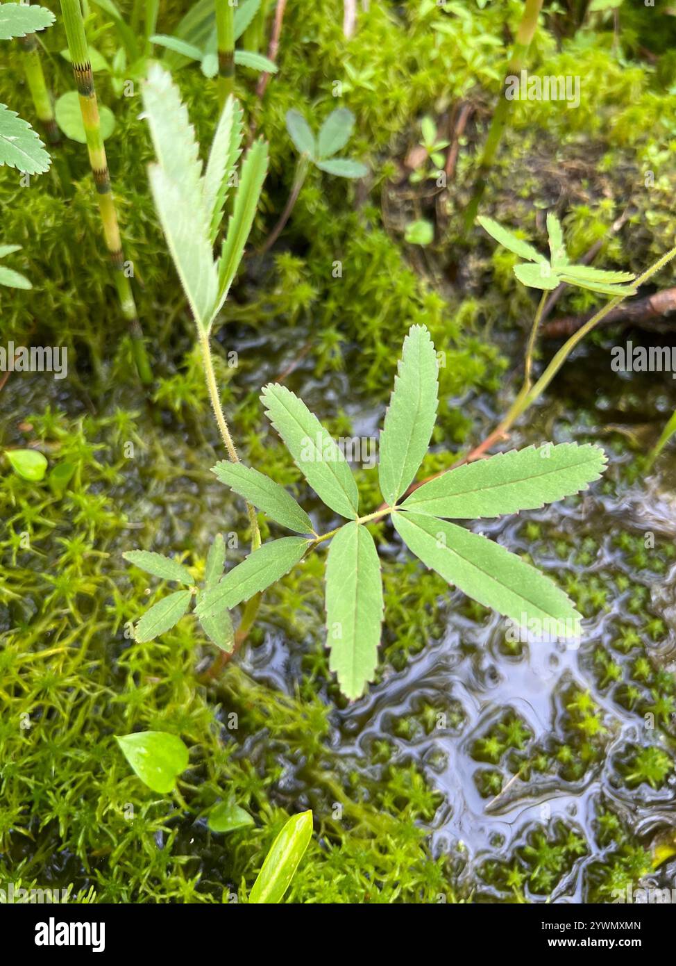 marsh cinquefoil (Comarum palustre Stock Photo - Alamy