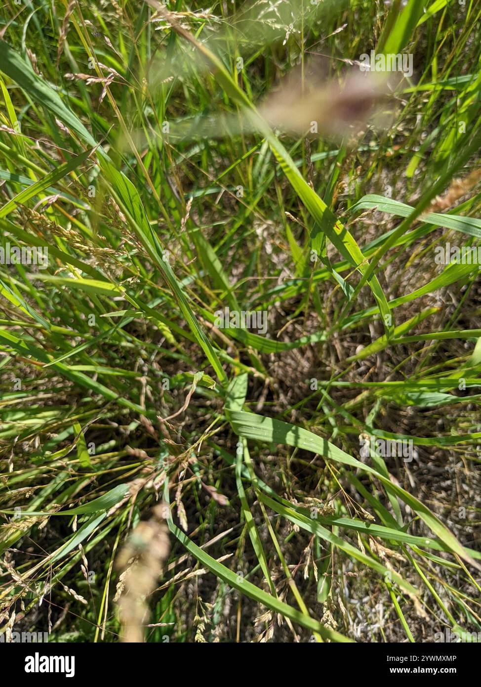 Smooth Brome (Bromus inermis Stock Photo - Alamy