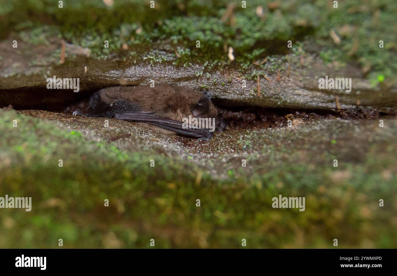 Mouse-eared Bats (Myotis Stock Photo - Alamy