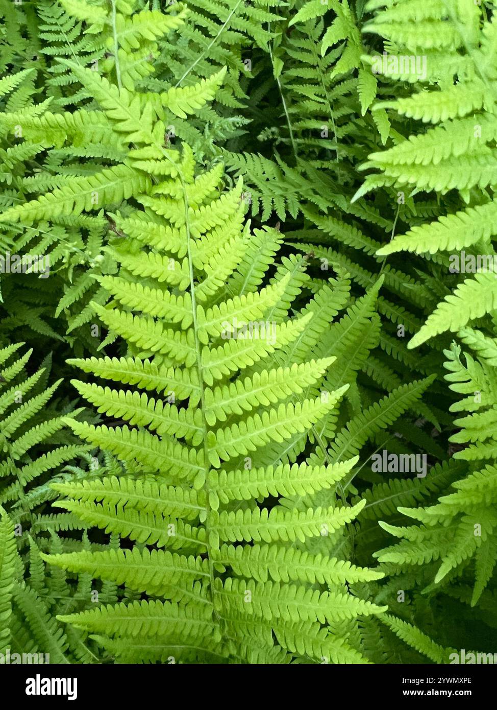 New York fern (Amauropelta noveboracensis Stock Photo - Alamy