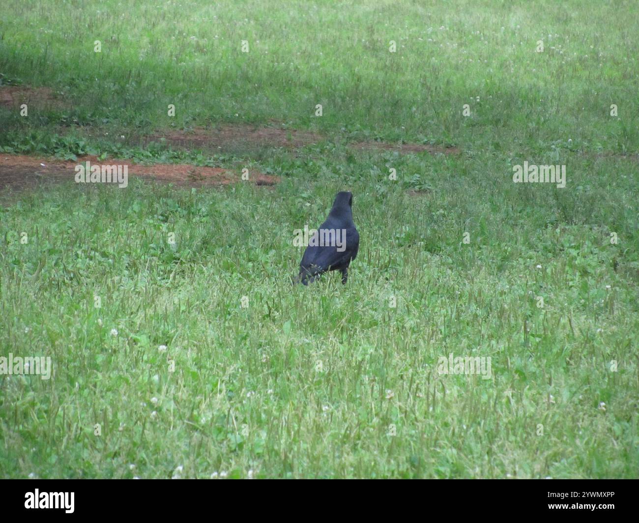 Large-billed Crow (Corvus macrorhynchos Stock Photo - Alamy