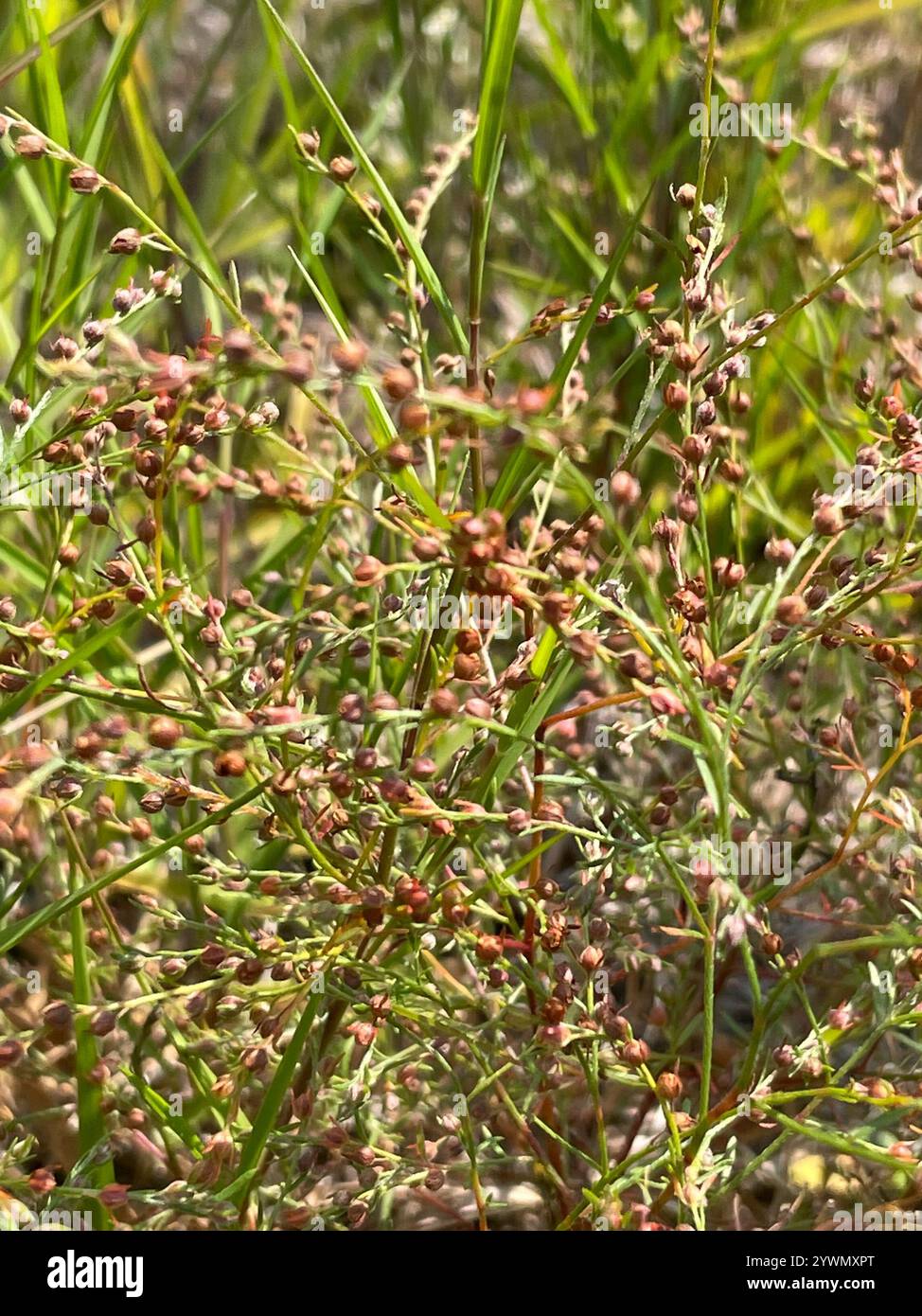 slender pinweed (Lechea tenuifolia Stock Photo - Alamy