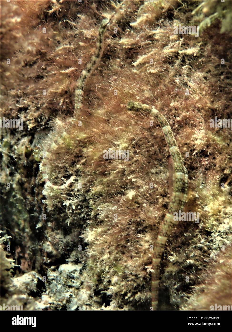 Network Pipefish (Corythoichthys flavofasciatus Stock Photo - Alamy