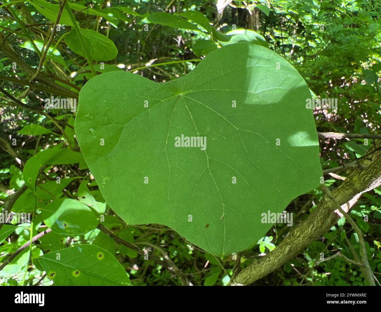 moonseed (Menispermum canadense Stock Photo - Alamy