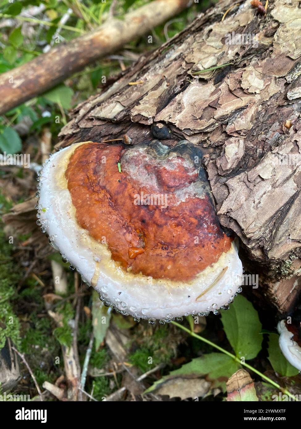 Northern Red Belt (Fomitopsis mounceae Stock Photo - Alamy