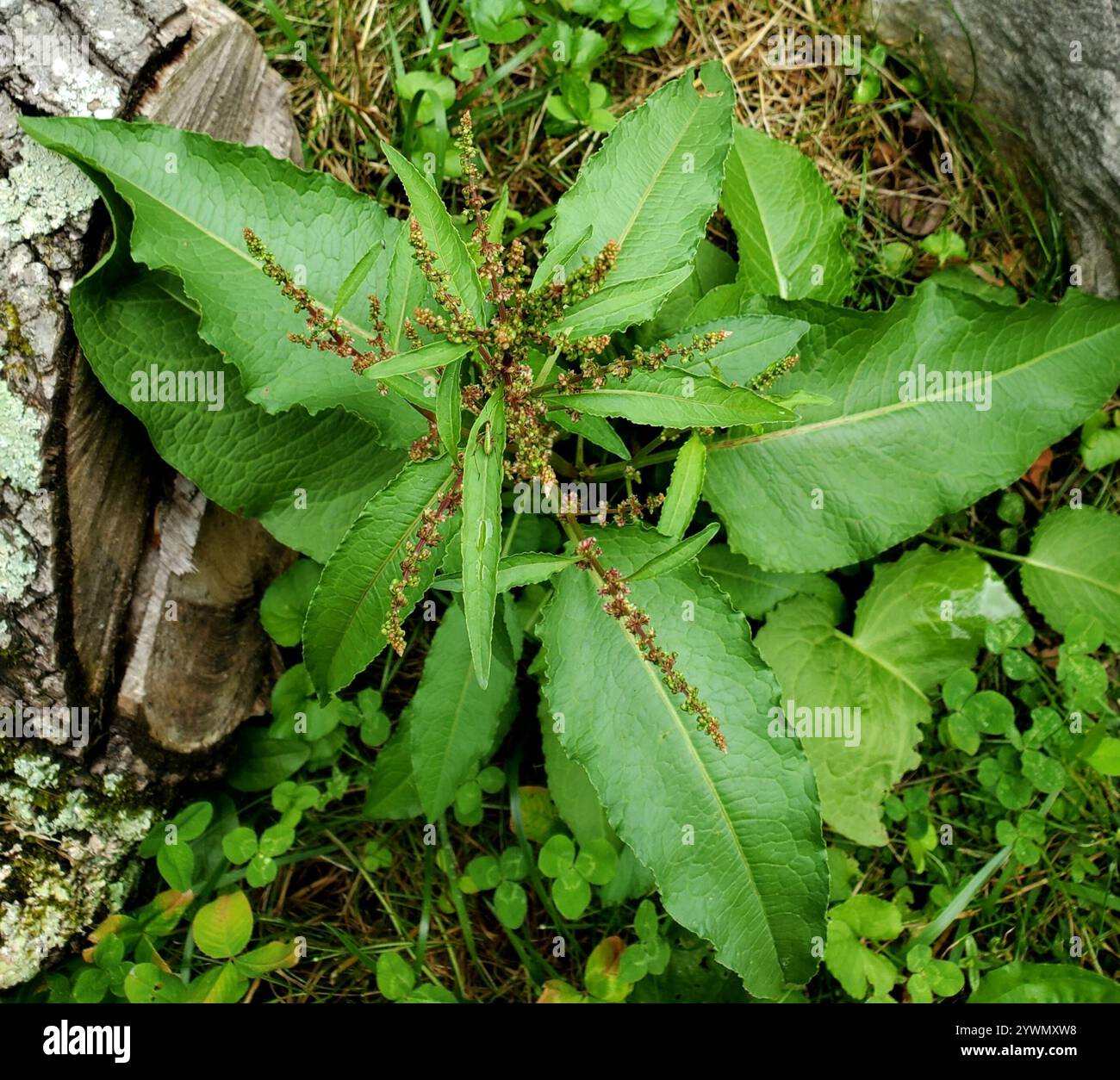broad-leaved dock (Rumex obtusifolius Stock Photo - Alamy