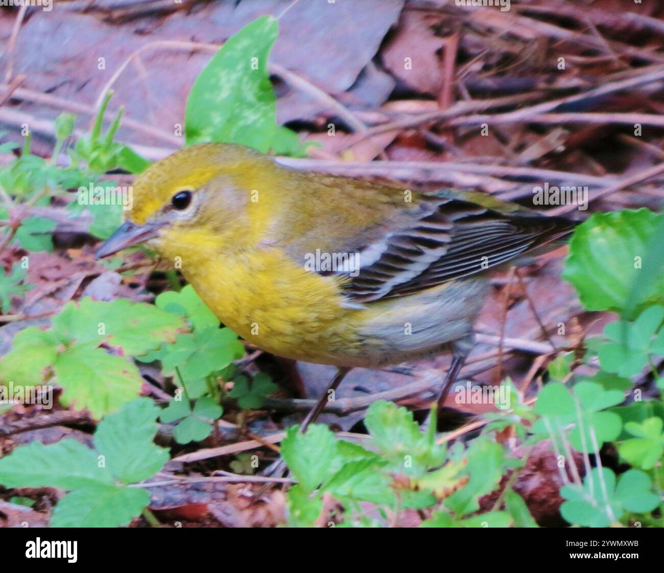 Pine Warbler (Setophaga pinus Stock Photo - Alamy