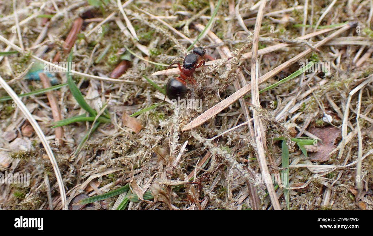 rufa-group Wood Ants (Formica rufa Stock Photo - Alamy