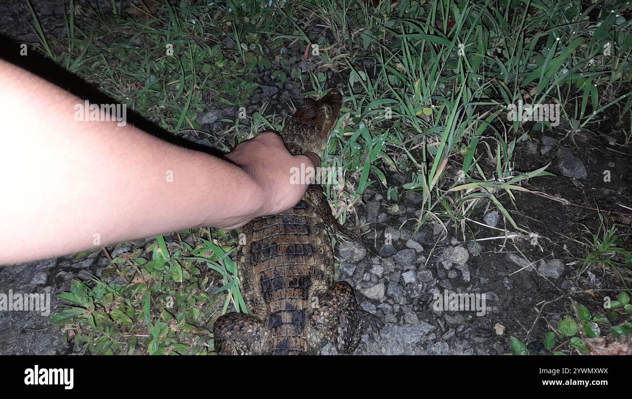 Brown Caiman (Caiman crocodilus fuscus Stock Photo - Alamy