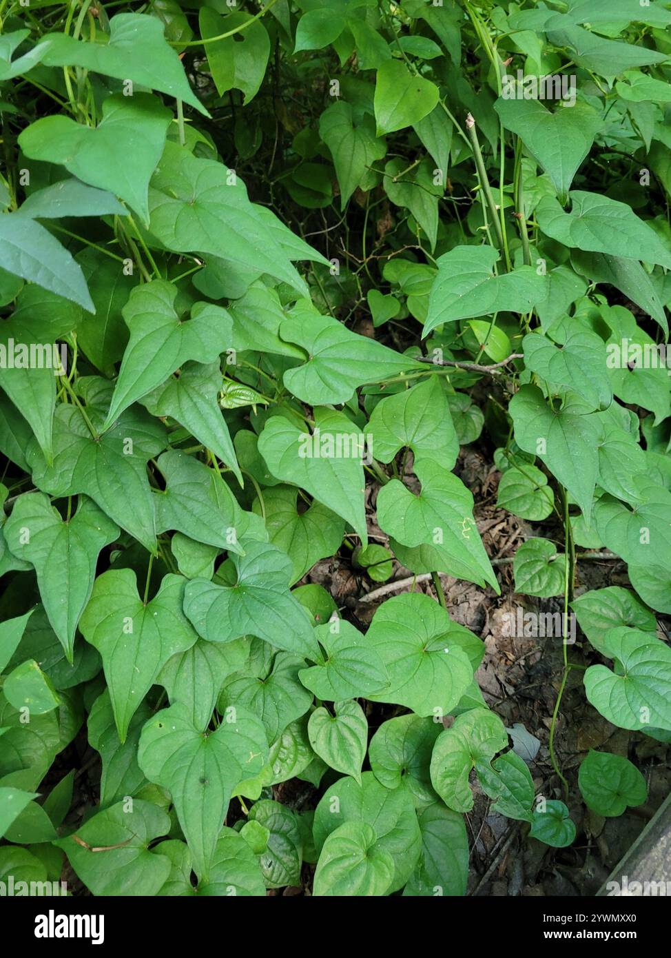 Chinese yam (Dioscorea polystachya Stock Photo - Alamy