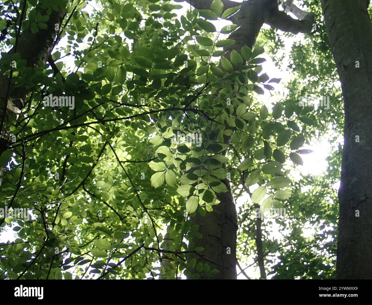 European ash (Fraxinus excelsior Stock Photo - Alamy