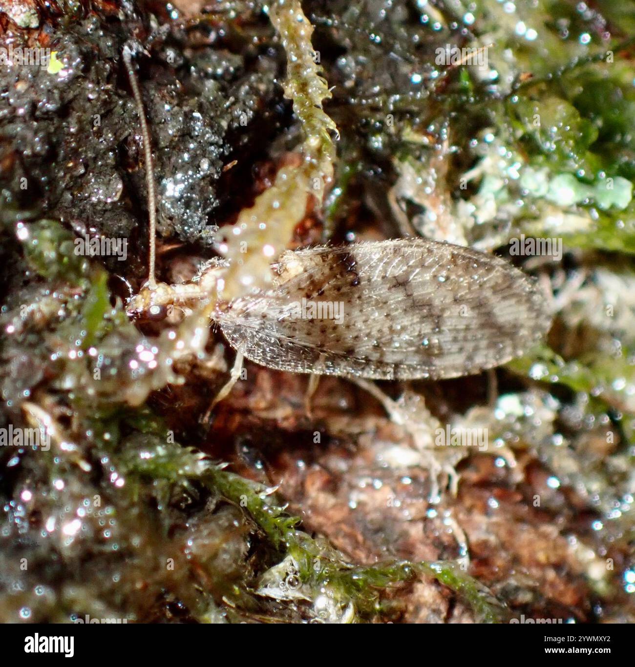 Humulin Brown Lacewing (Hemerobius humulinus Stock Photo - Alamy