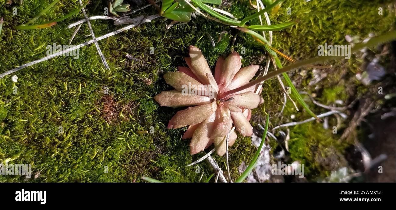 pygmy-flower rock-jasmine (Androsace septentrionalis Stock Photo - Alamy