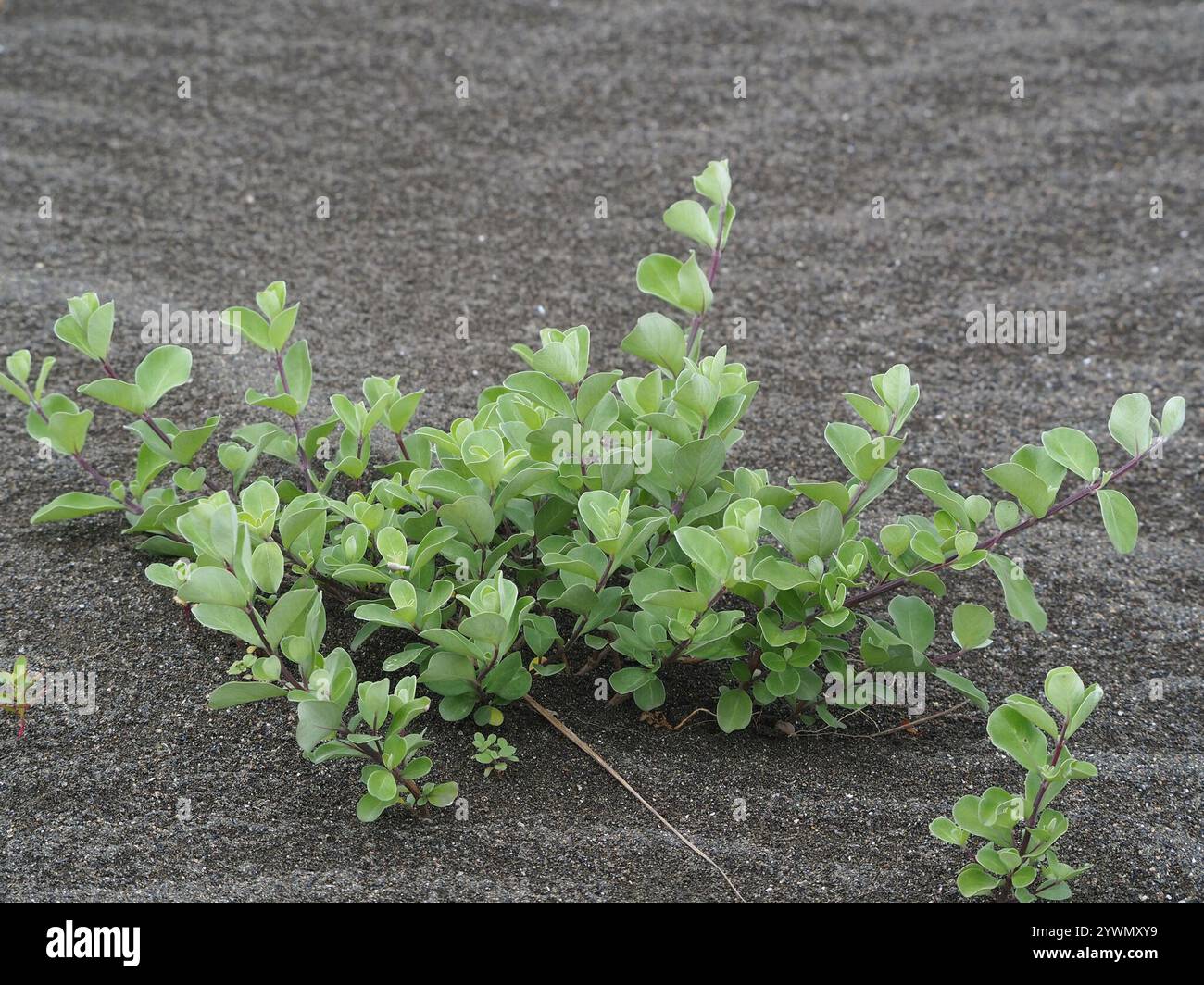 Beach Vitex (Vitex rotundifolia Stock Photo - Alamy