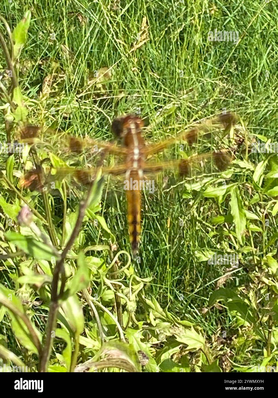 Painted Skimmer (Libellula semifasciata Stock Photo - Alamy