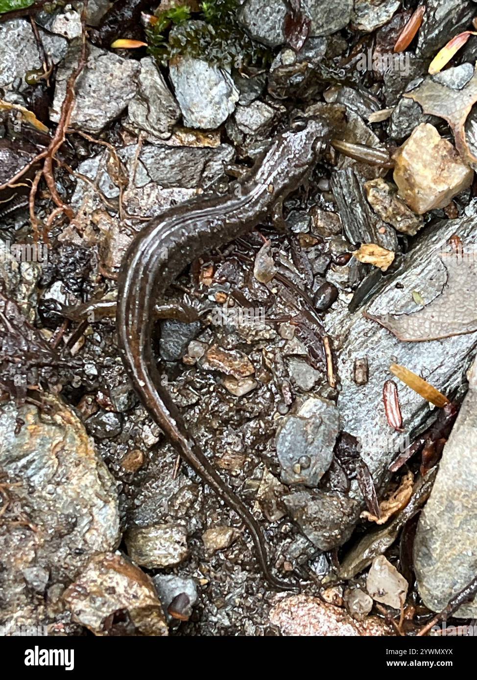 Northern Dusky Salamander (Desmognathus fuscus Stock Photo - Alamy