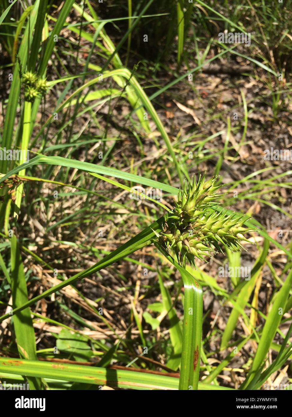 hop sedge (Carex lupulina Stock Photo - Alamy