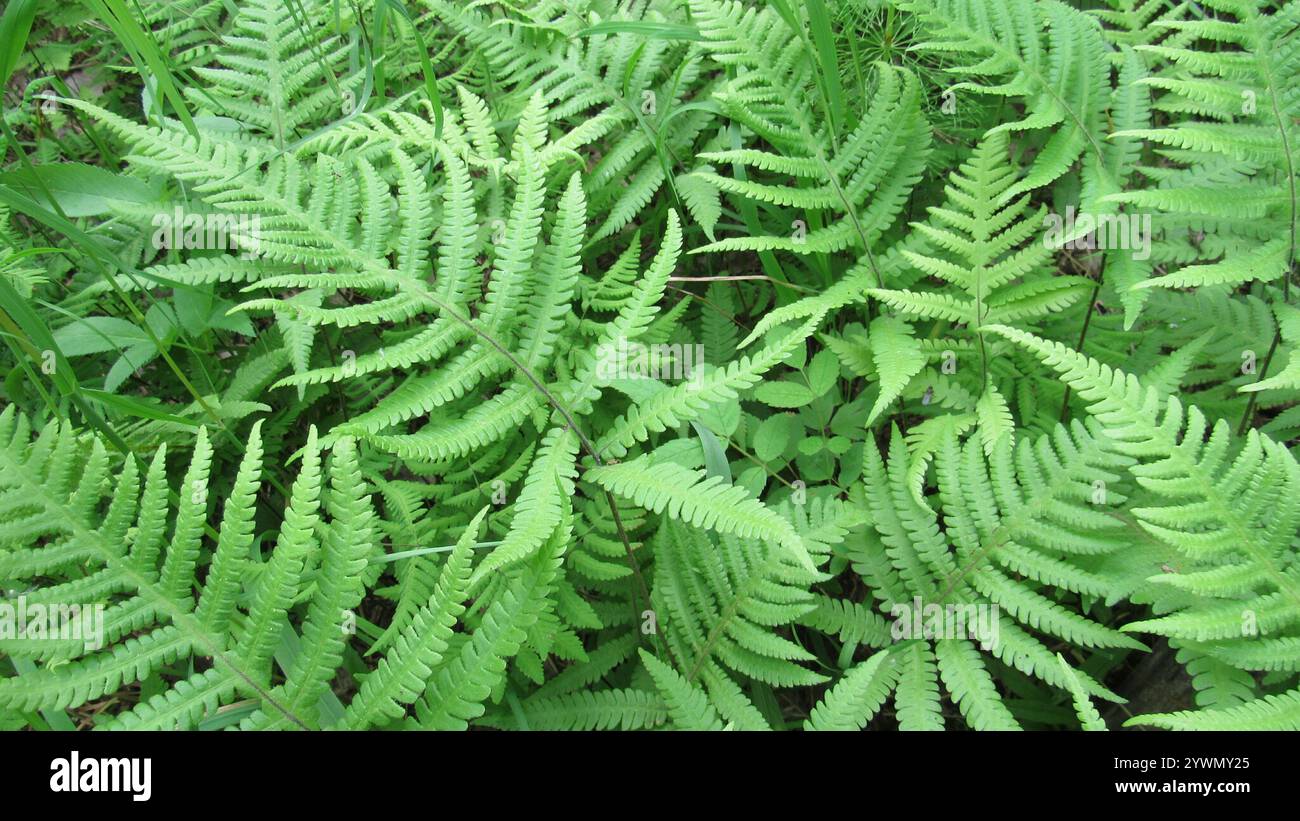 long beech fern (Phegopteris connectilis Stock Photo - Alamy