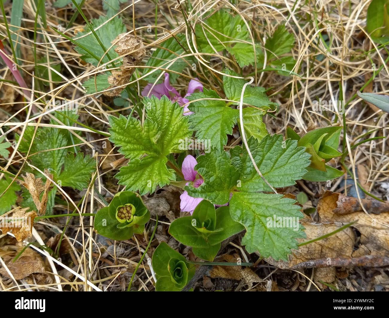 Arctic raspberry (Rubus arcticus Stock Photo - Alamy
