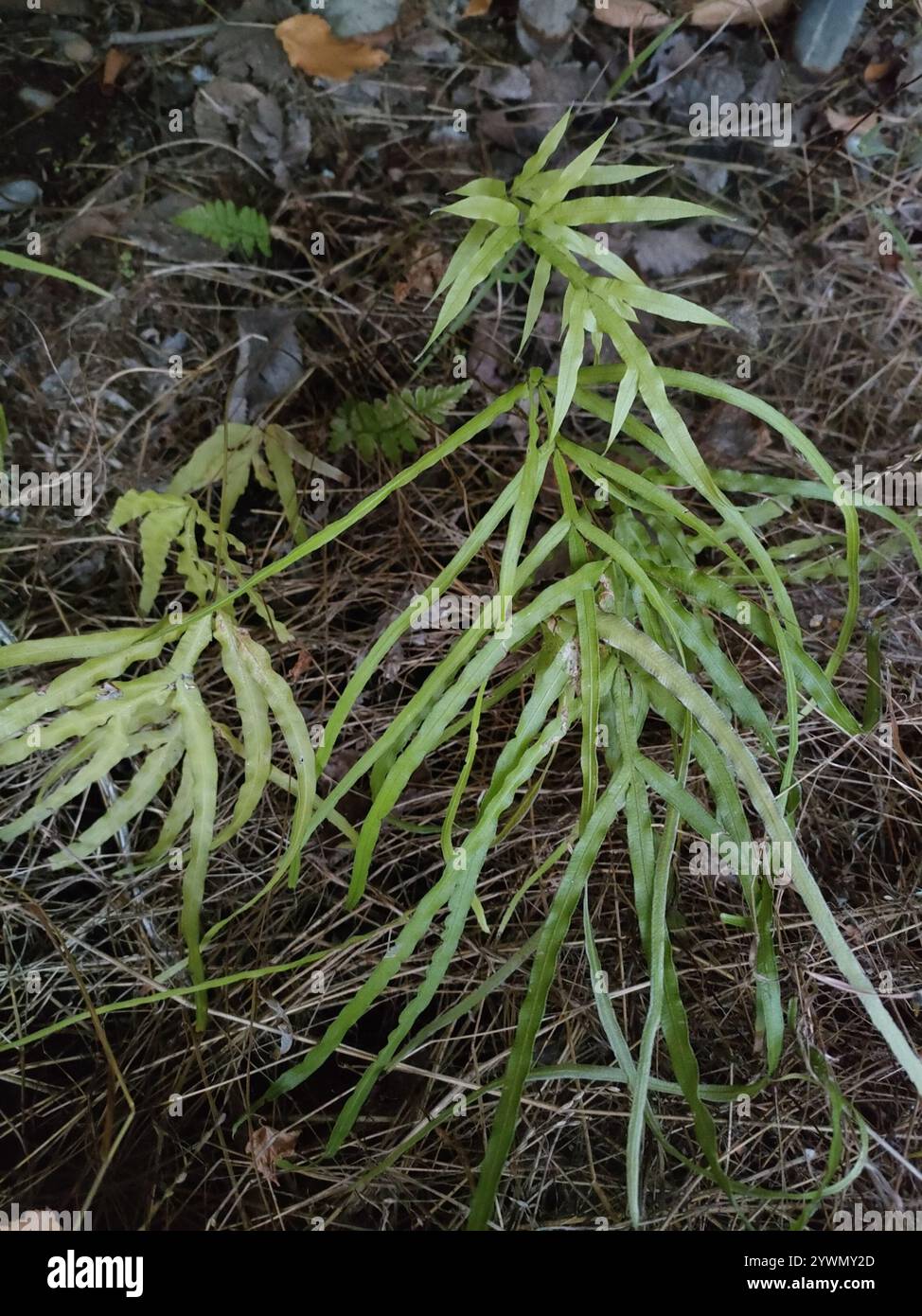 spider brake (Pteris multifida Stock Photo - Alamy