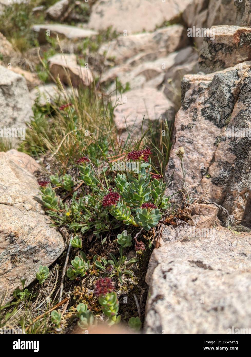 western roseroot (Rhodiola integrifolia Stock Photo - Alamy
