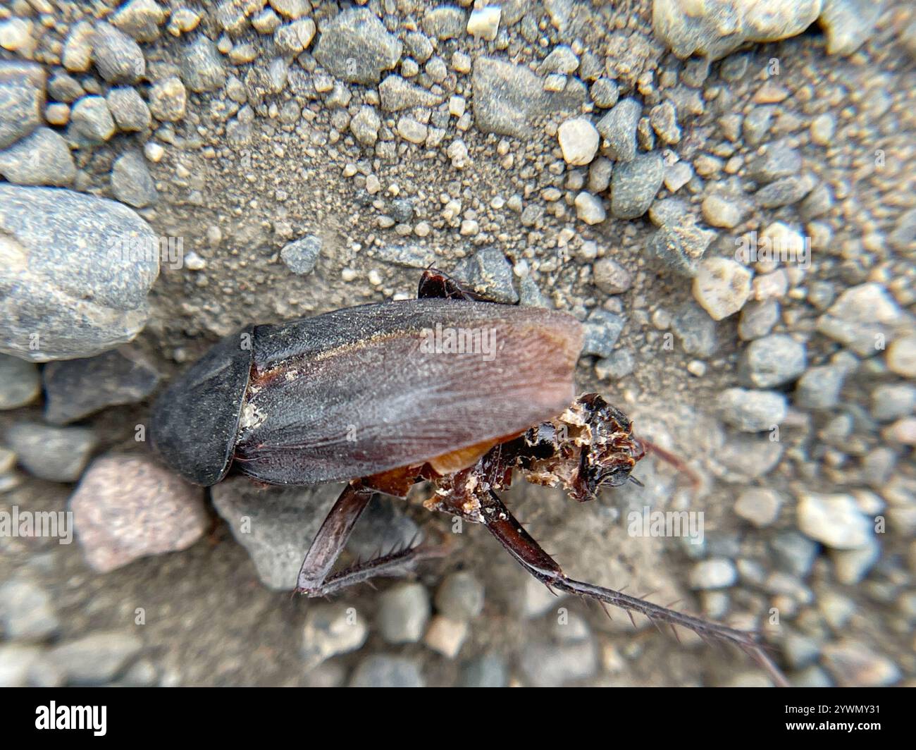 Oriental Cockroach (Blatta orientalis Stock Photo - Alamy