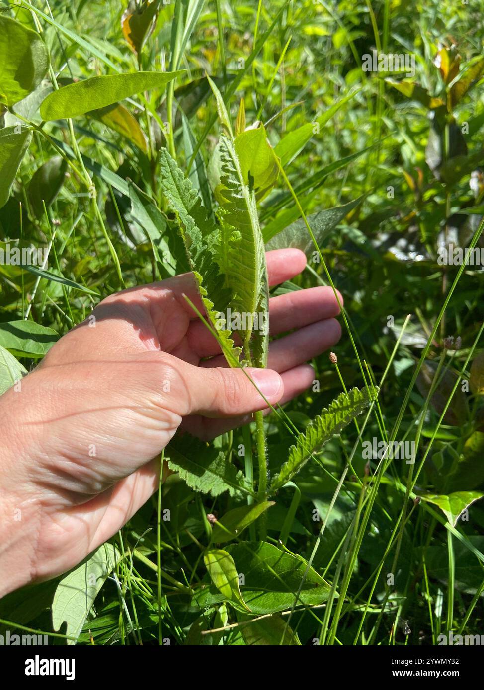 Pedicularis lanceolata hi-res stock photography and images - Alamy