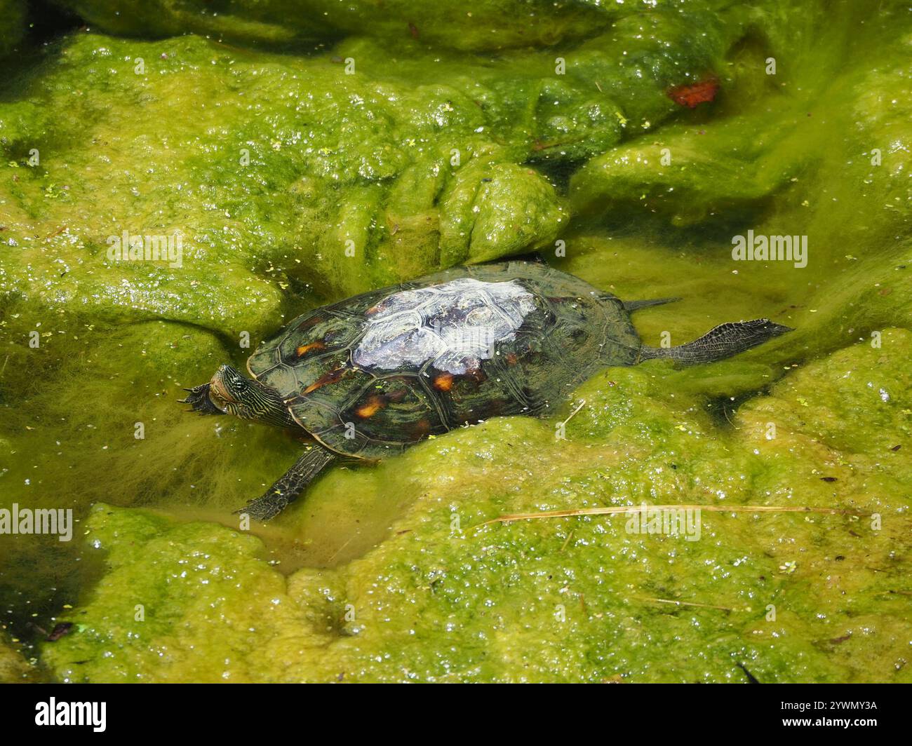 Common thread turtle (Mauremys sinensis Stock Photo - Alamy