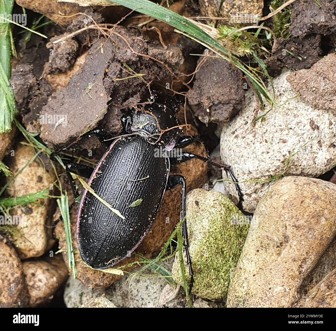 Violet ground beetle (Carabus violaceus Stock Photo - Alamy
