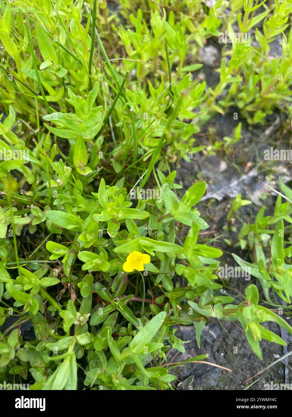 golden hedge-hyssop (Gratiola aurea Stock Photo - Alamy
