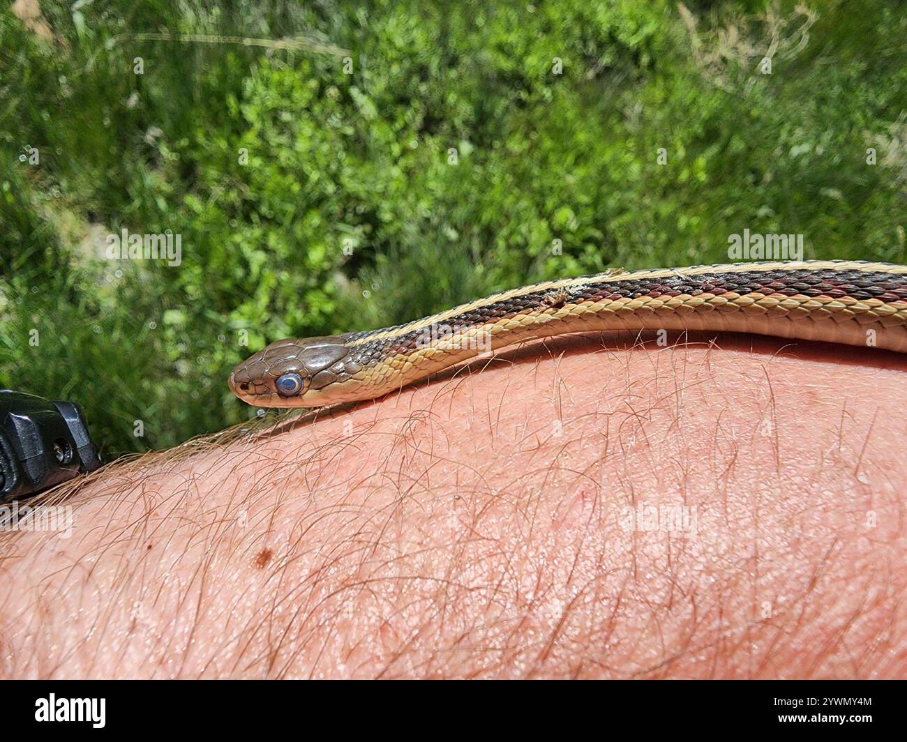 Red-sided Garter Snake (Thamnophis sirtalis parietalis Stock Photo - Alamy