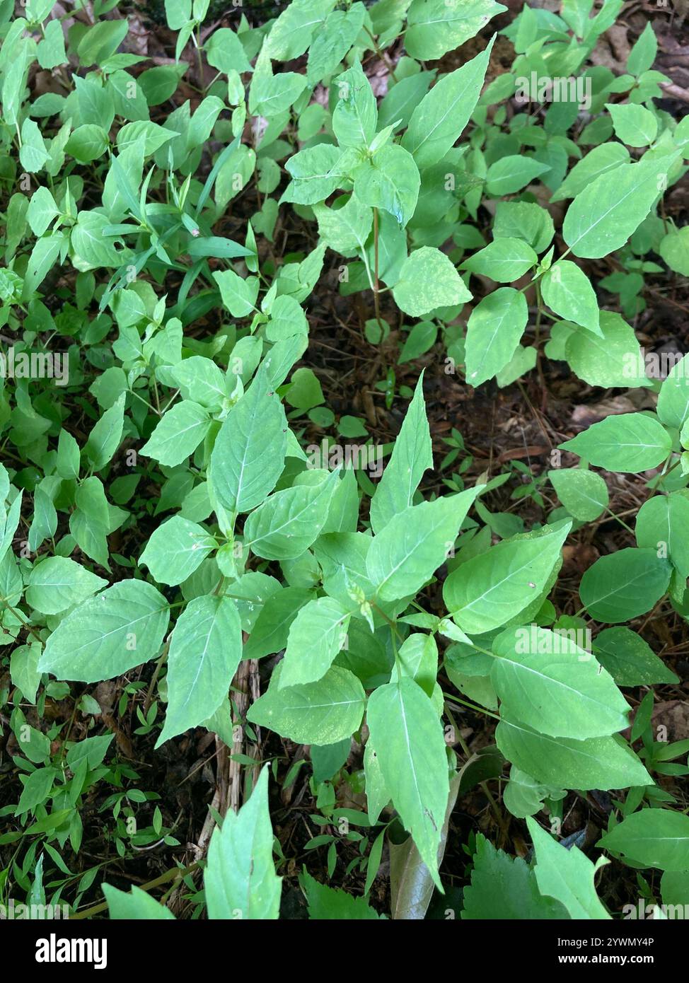 broadleaf enchanter's nightshade (Circaea canadensis Stock Photo - Alamy