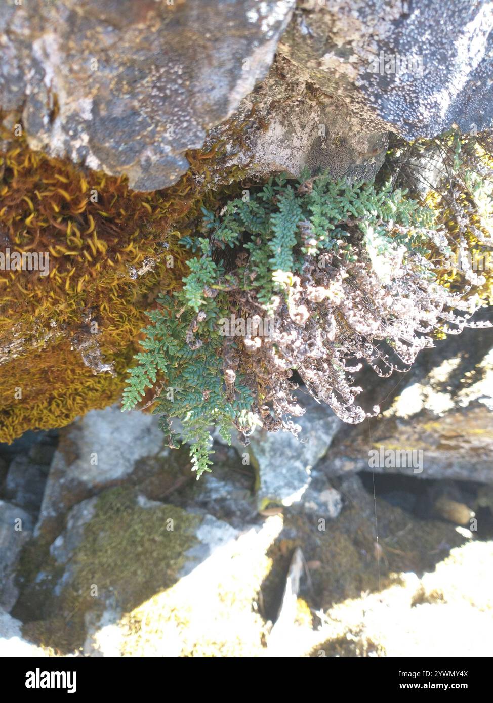 lace lip fern (Myriopteris gracillima Stock Photo - Alamy