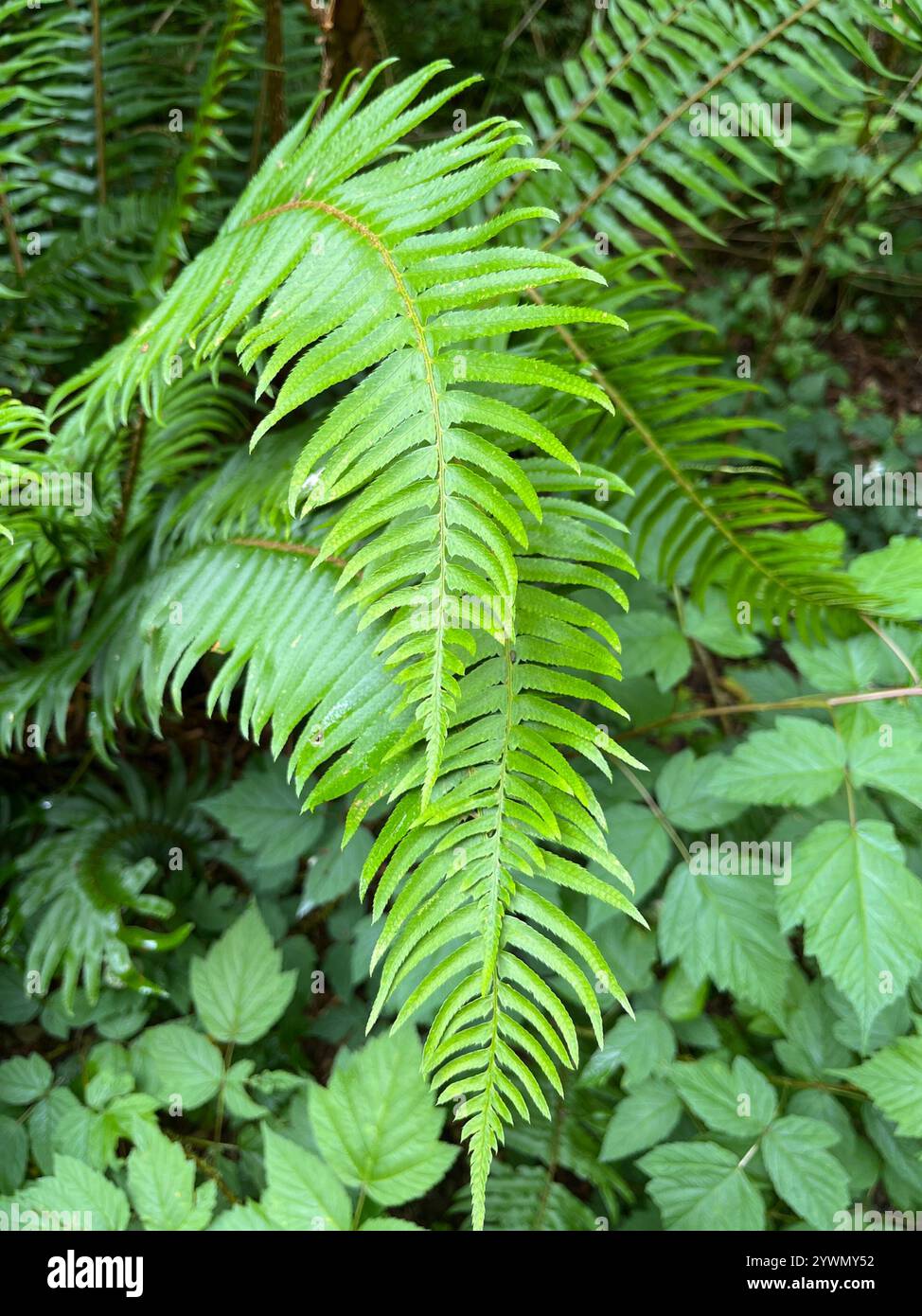 western sword fern (Polystichum munitum Stock Photo - Alamy