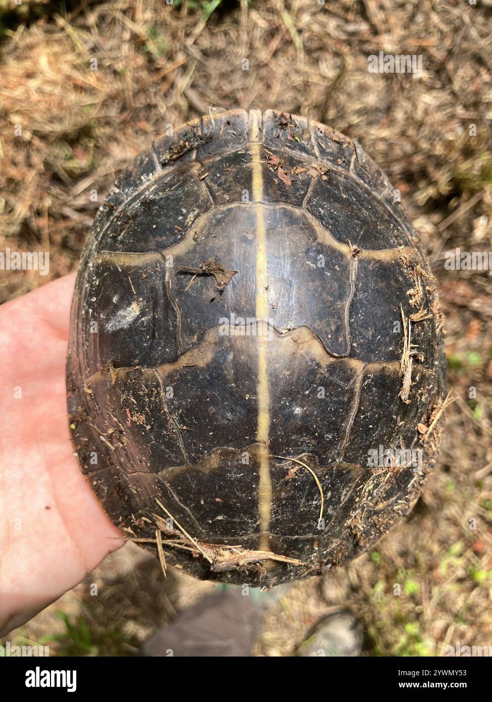 Southern Painted Turtle (Chrysemys dorsalis Stock Photo - Alamy