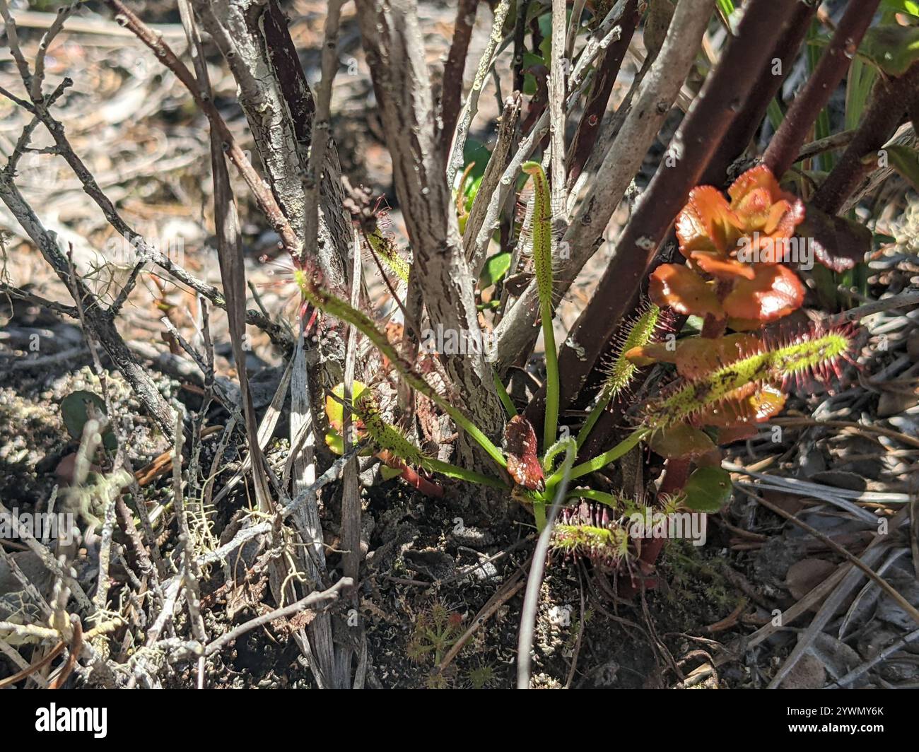 Cape Sundew (Drosera capensis Stock Photo - Alamy